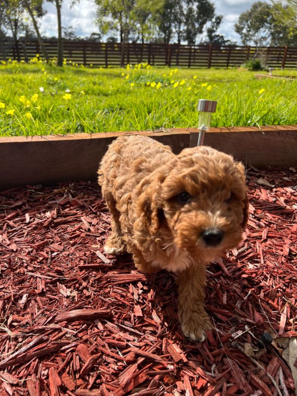 Cavoodle Puppies 7 | Domestic Animal | Ameys Puppies