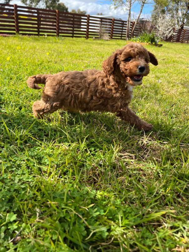 Cavoodle Puppies 7 | Domestic Animal | Ameys Puppies