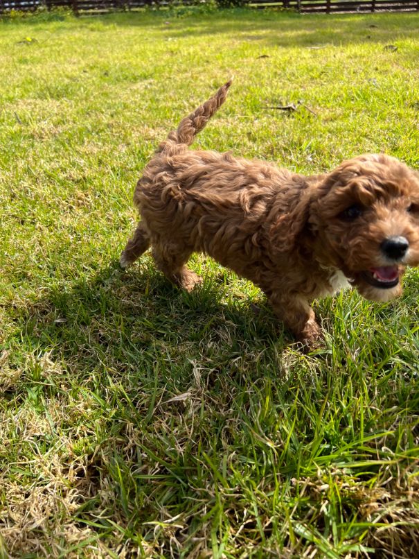 Cavoodle Puppies 7 | Domestic Animal | Ameys Puppies