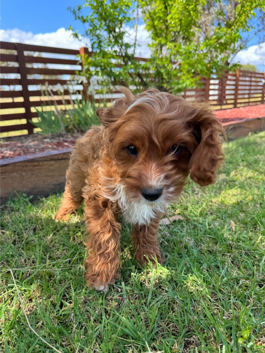 Cavoodle Puppies 7 | Domestic Animal | Ameys Puppies