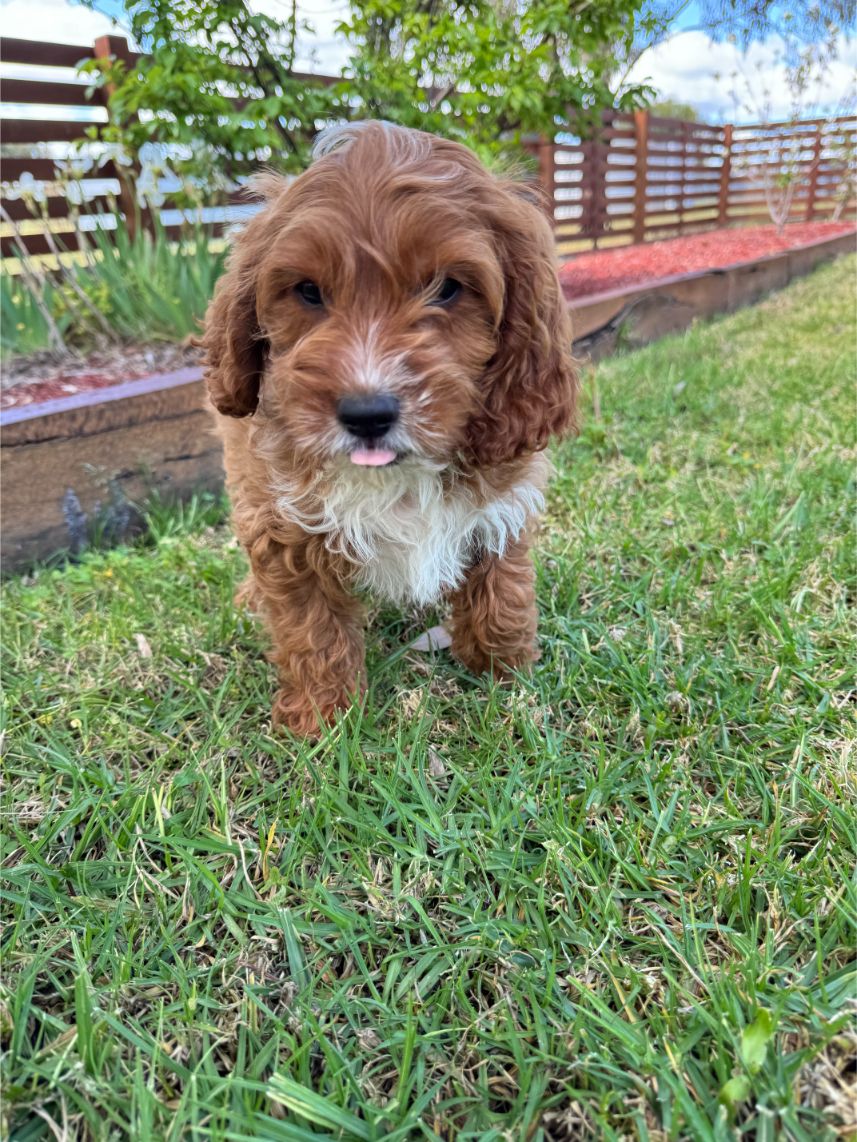 Cavoodle Puppies 7 | Domestic Animal | Ameys Puppies
