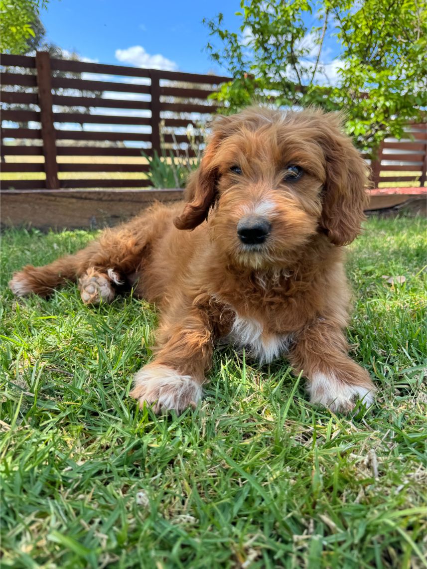 Medium Groodle Boy 5 | Domestic Animal | Ameys Puppies