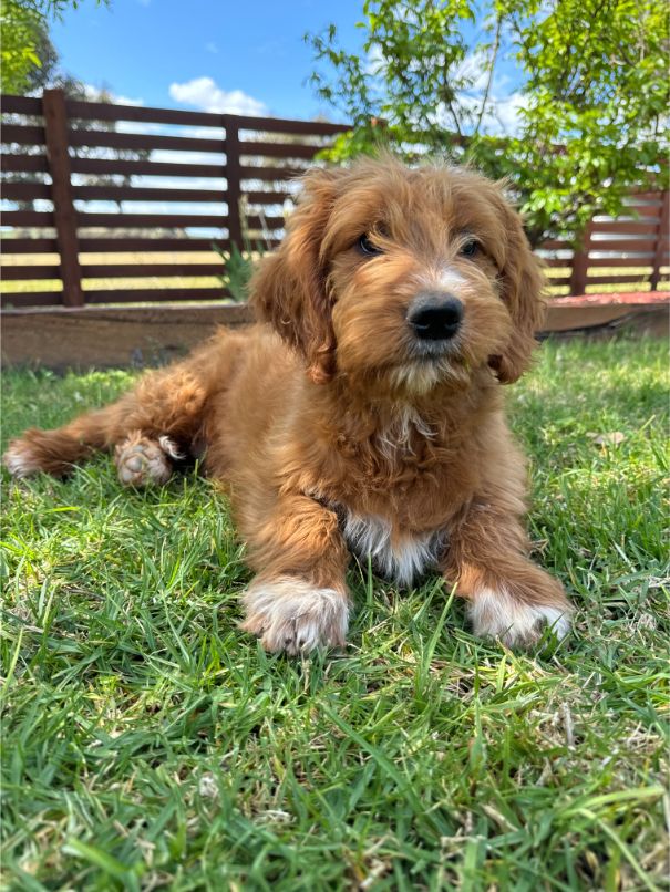 Medium Groodle Boy 5 | Domestic Animal | Ameys Puppies