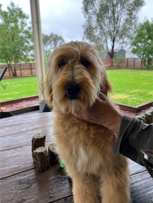 Medium Groodle Boy 5 | Domestic Animal | Ameys Puppies