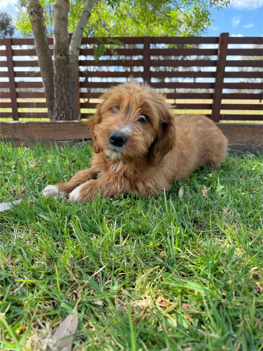 Medium Groodle Boy 5 | Domestic Animal | Ameys Puppies