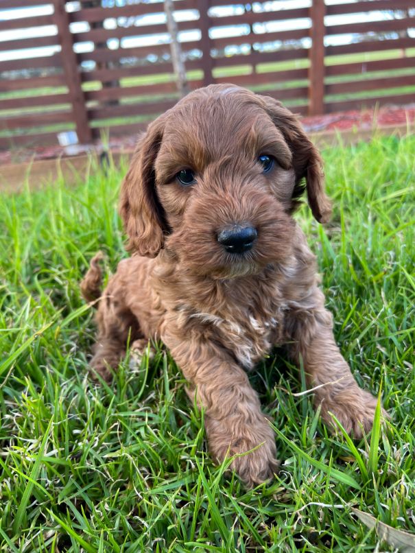 F1b Miniature Spoodle Girl 1 | Ameys Puppies