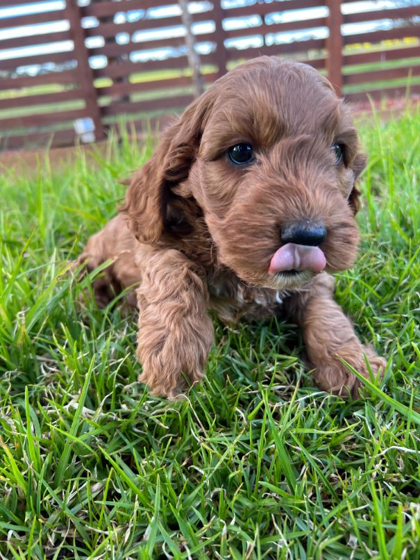 F1b Miniature Spoodle Girl 1 | Ameys Puppies