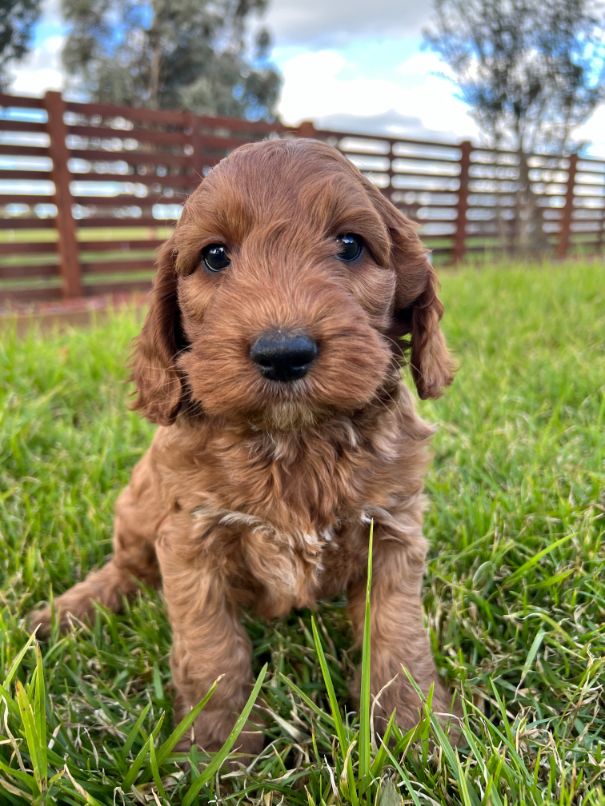 F1b Miniature Spoodle Girl 1 | Ameys Puppies