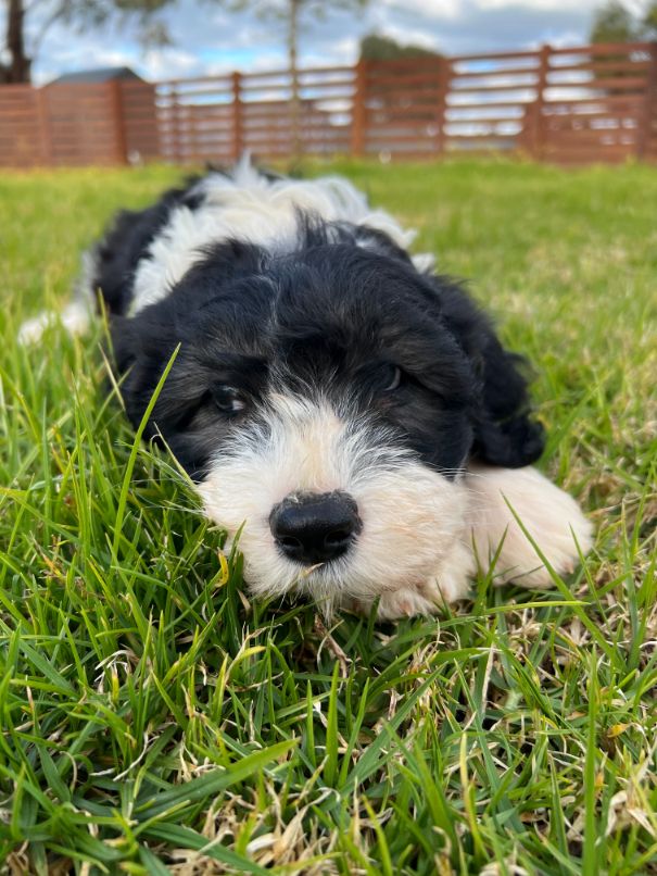 Sheepadoodle Boy 3 - SOLD | Domestic Animal | Ameys Puppies
