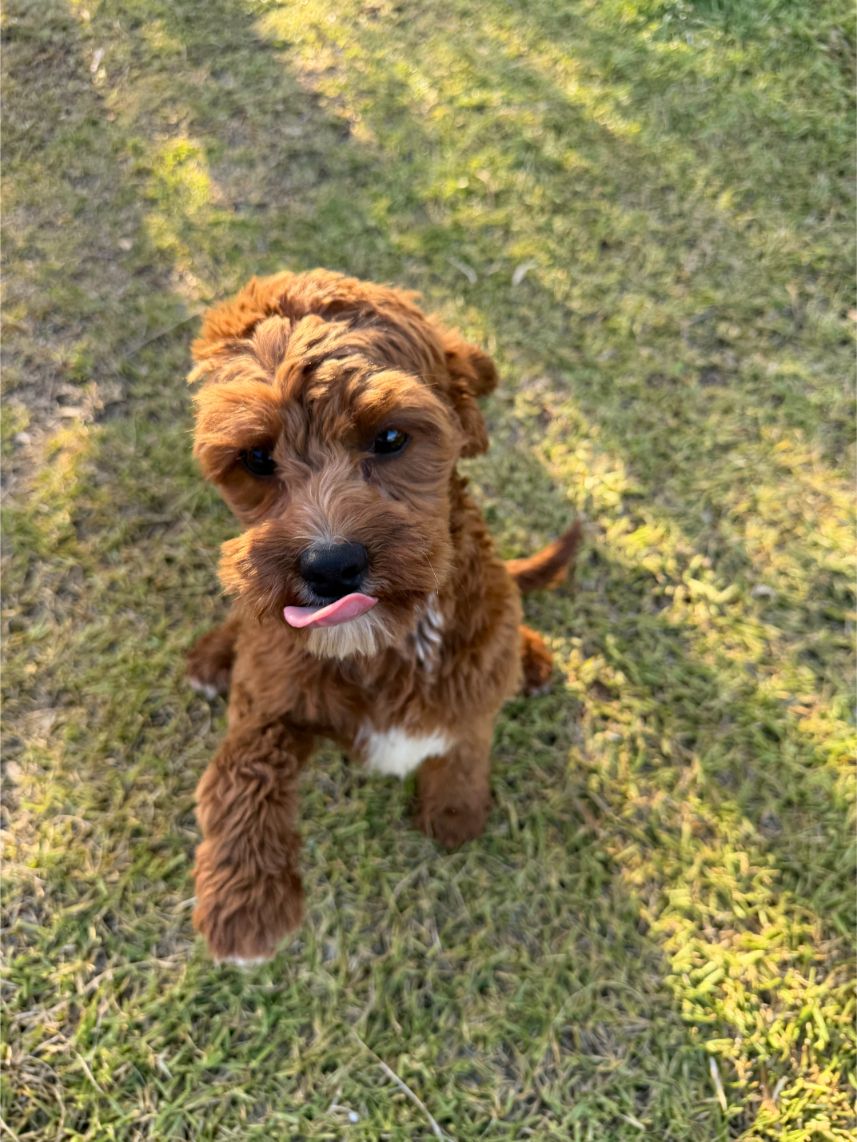 Cavoodle Puppies 7 | Domestic Animal | Ameys Puppies