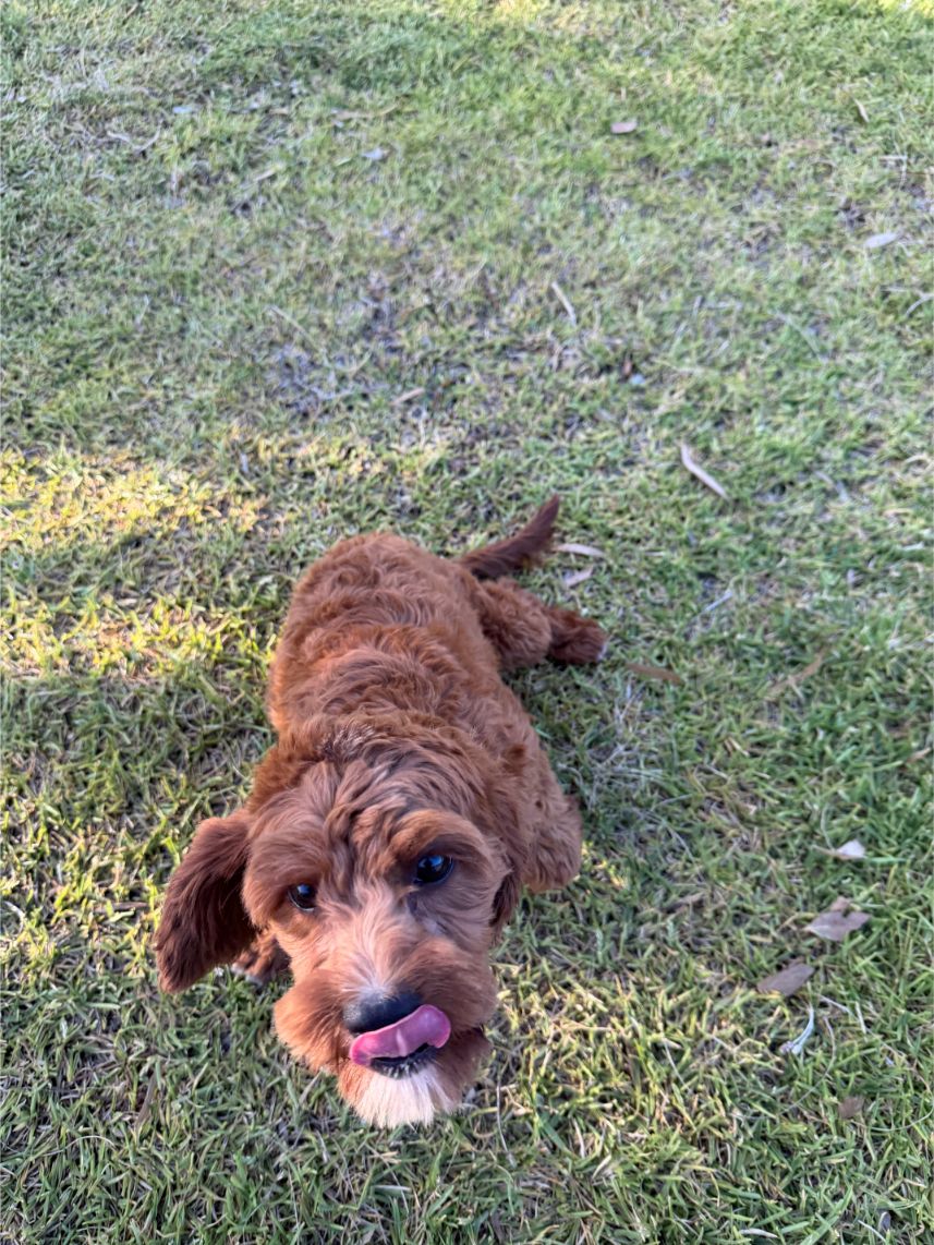 Cavoodle Puppies 7 | Domestic Animal | Ameys Puppies
