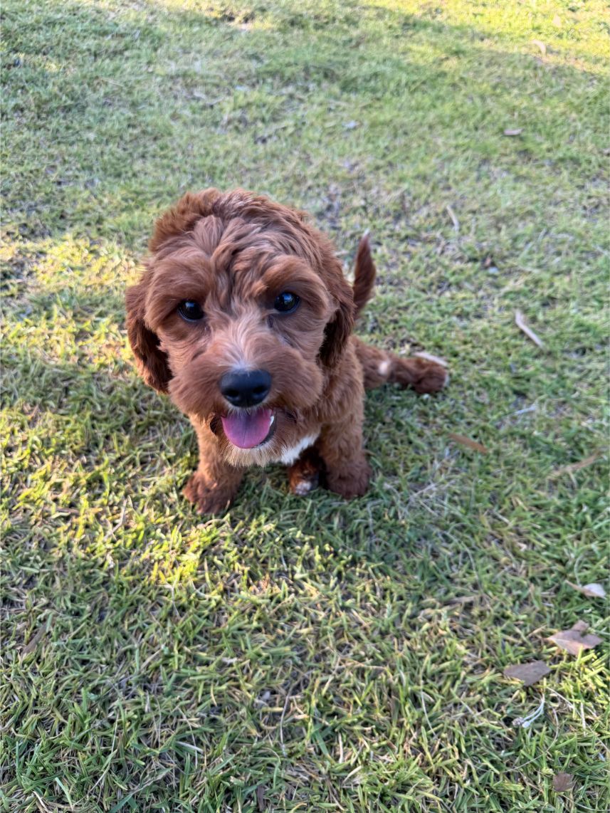 Cavoodle Puppies 7 | Domestic Animal | Ameys Puppies