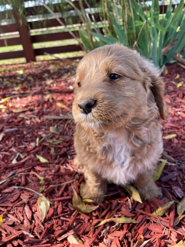 Medium Groodle Boy 5 | Domestic Animal | Ameys Puppies