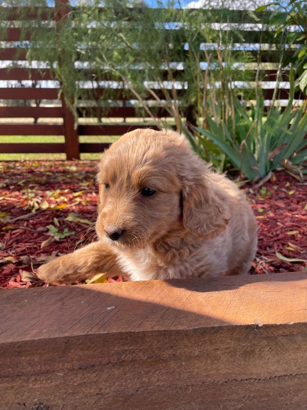 Medium Groodle Boy 5 | Domestic Animal | Ameys Puppies