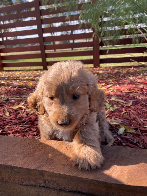 Medium Groodle Boy 5 | Domestic Animal | Ameys Puppies