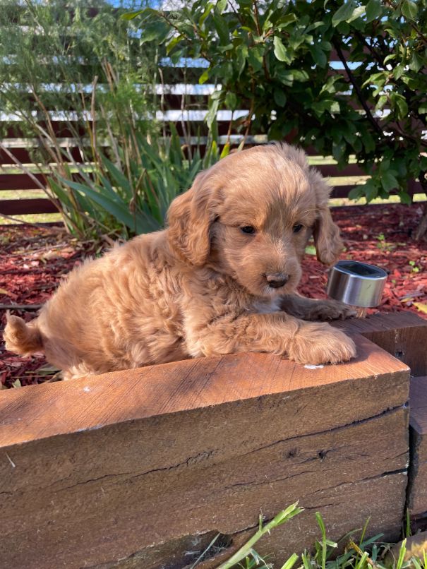 Medium Groodle Boy 5 | Domestic Animal | Ameys Puppies