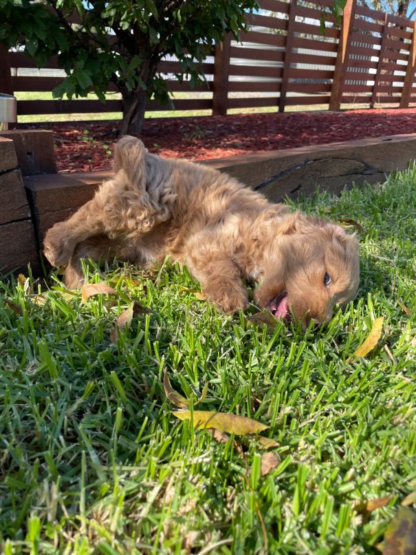 Medium Groodle Boy 5 | Domestic Animal | Ameys Puppies