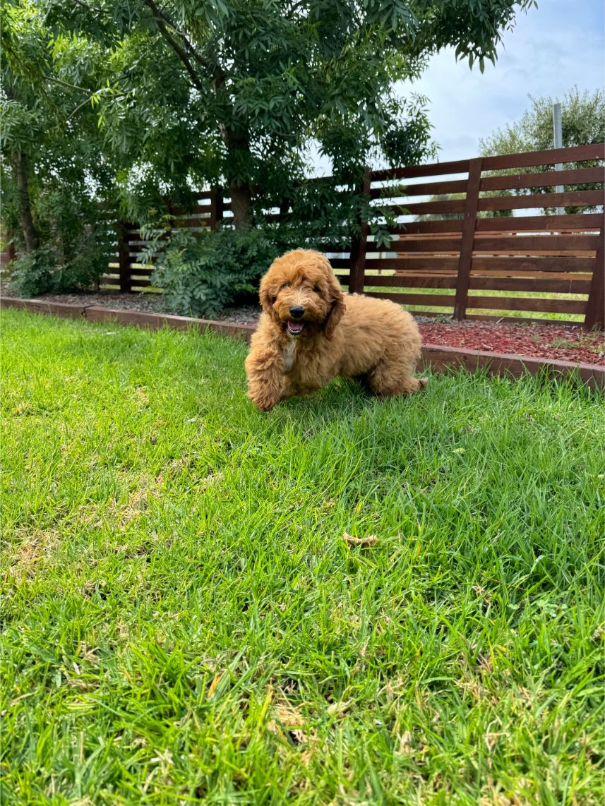 Cavoodle Puppies 7 | Domestic Animal | Ameys Puppies