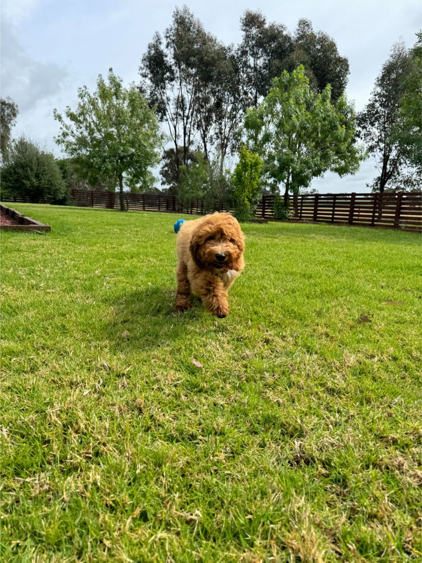Cavoodle Puppies 7 | Domestic Animal | Ameys Puppies