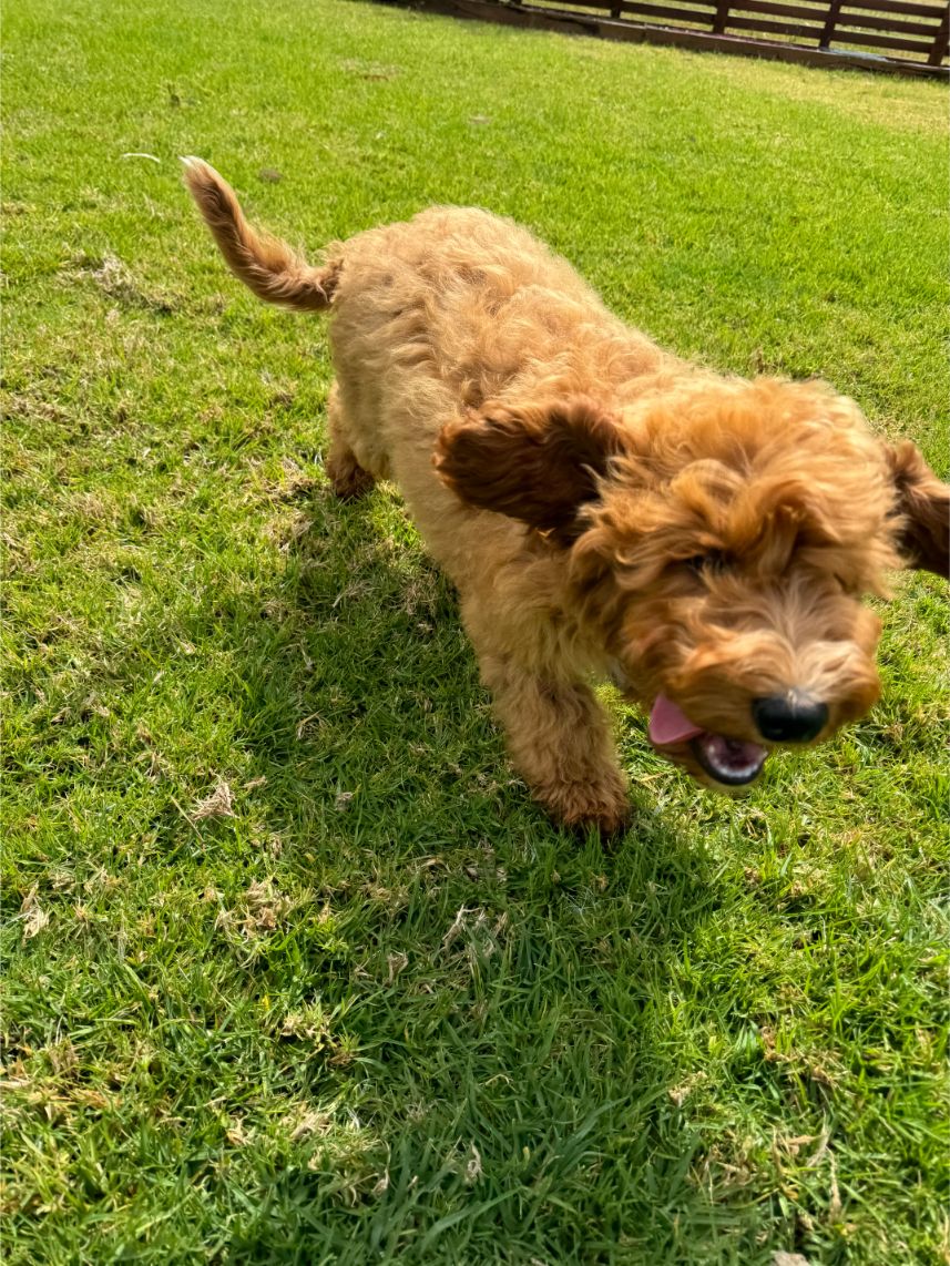 Cavoodle Puppies 7 | Domestic Animal | Ameys Puppies