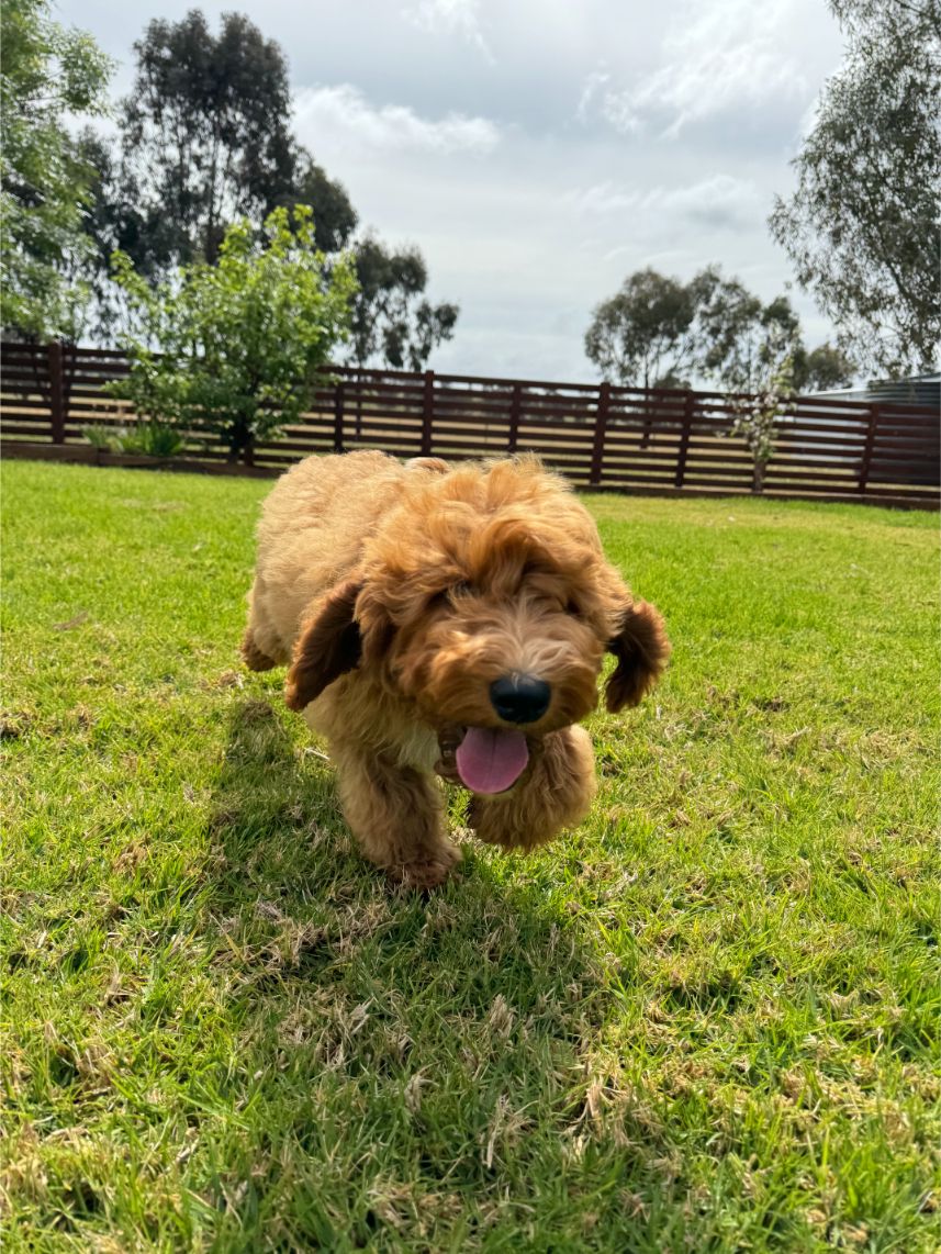 Cavoodle Puppies 7 | Domestic Animal | Ameys Puppies