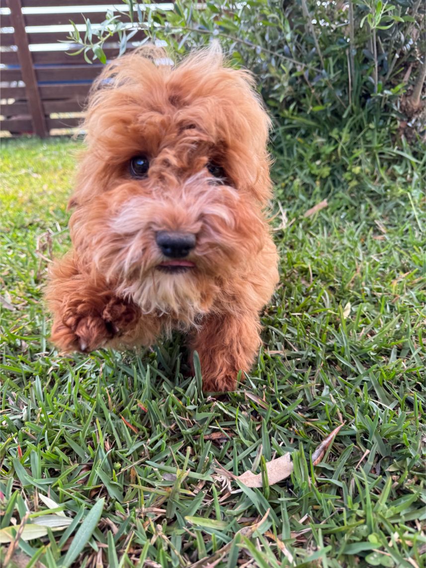 Cavoodle Puppies 7 | Domestic Animal | Ameys Puppies