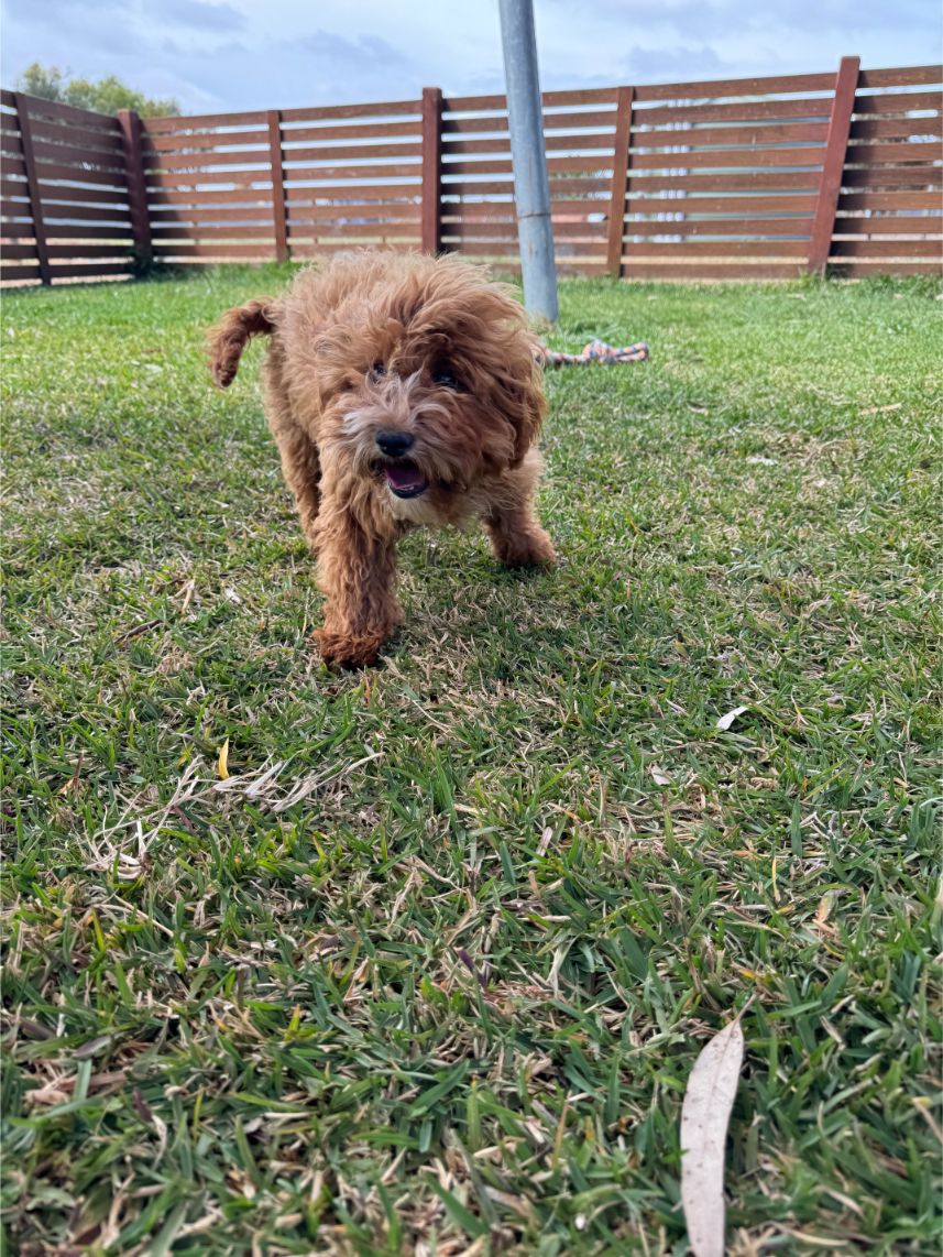 Cavoodle Puppies 7 | Domestic Animal | Ameys Puppies