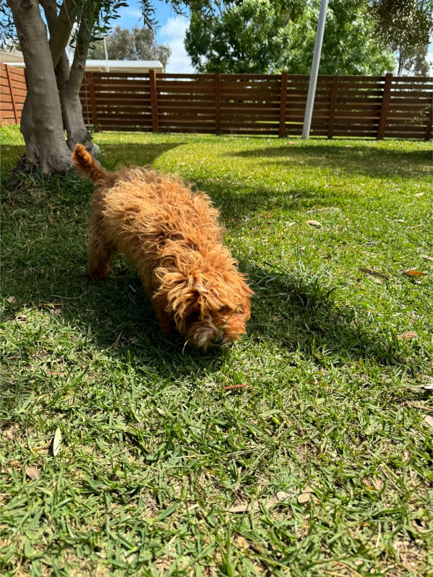 Cavoodle Puppies 7 | Domestic Animal | Ameys Puppies