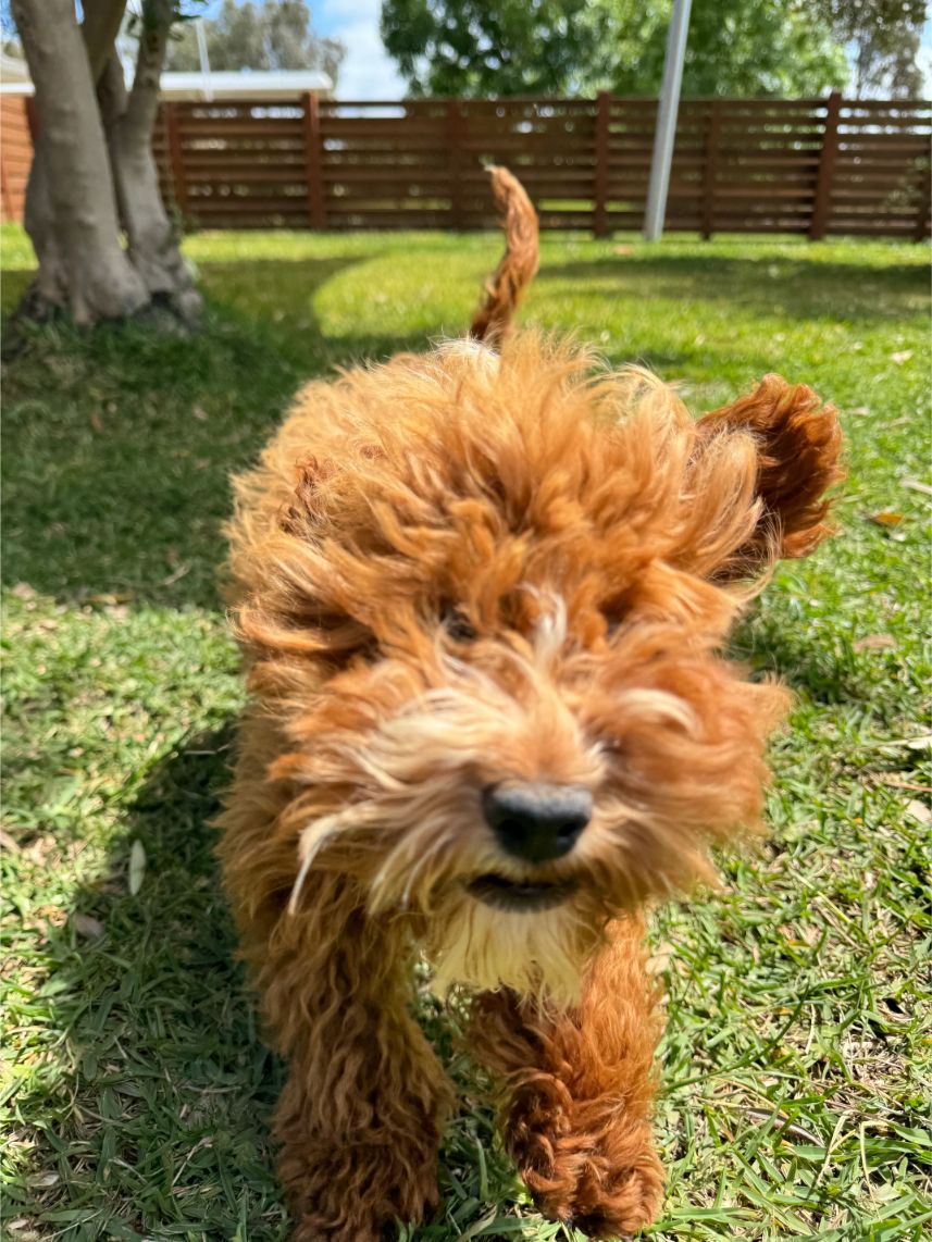 Cavoodle Puppies 7 | Domestic Animal | Ameys Puppies