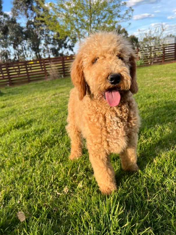 Medium Groodle Boy 5 | Domestic Animal | Ameys Puppies