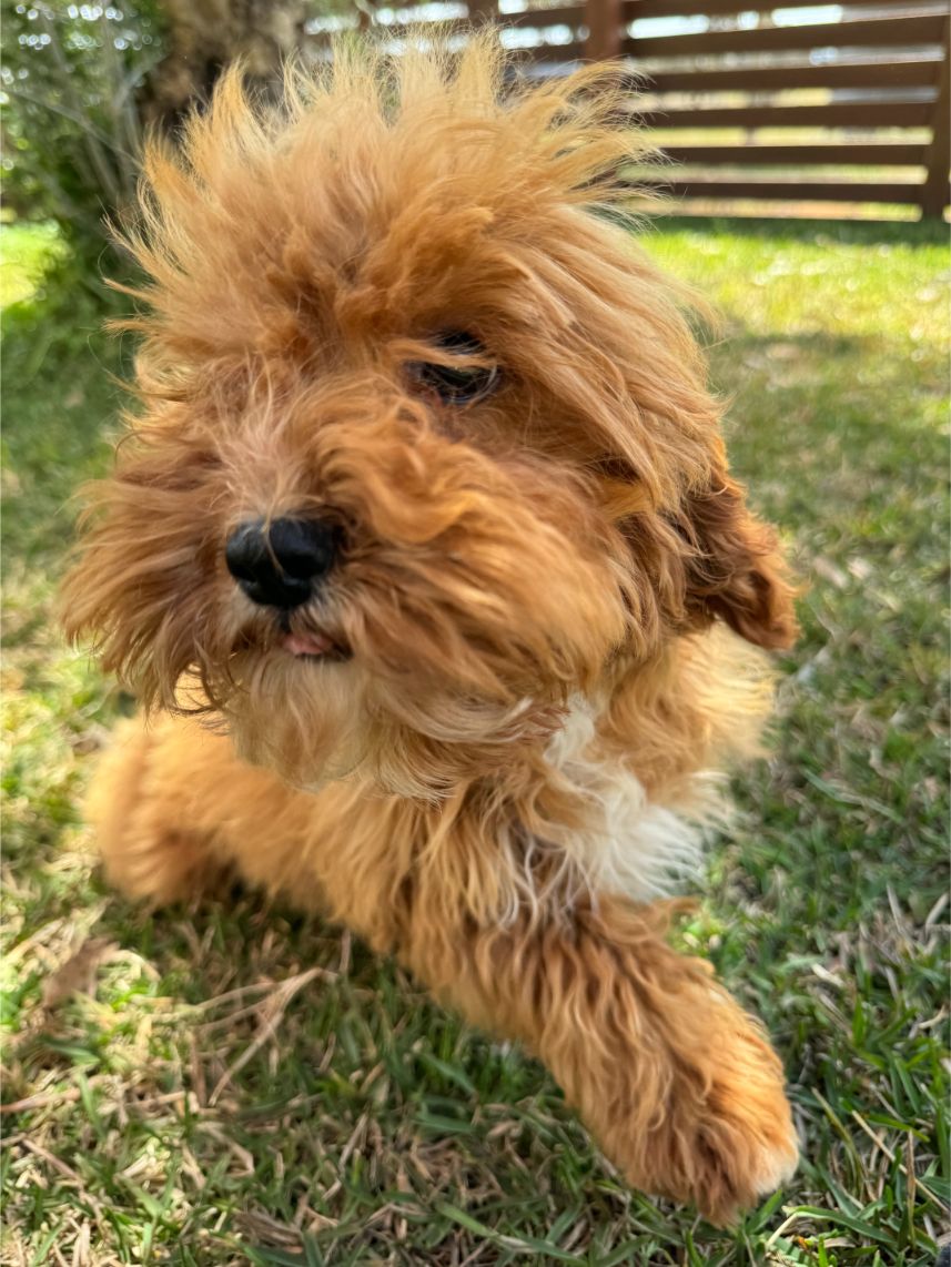 Cavoodle Puppies 7 | Domestic Animal | Ameys Puppies