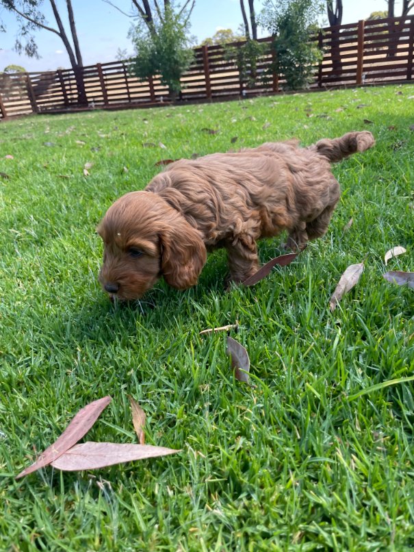 F1b Miniature Spoodle Girl 1 | Ameys Puppies