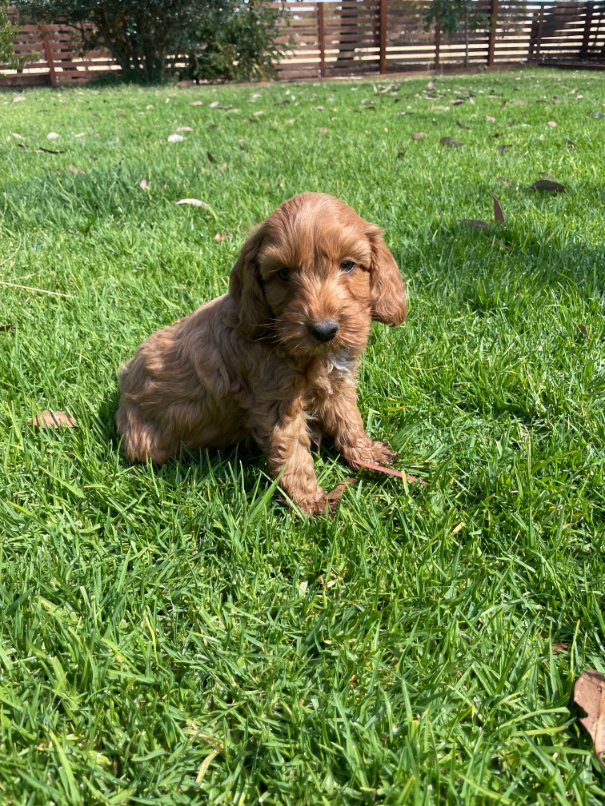 F1b Miniature Spoodle Girl 1 | Ameys Puppies