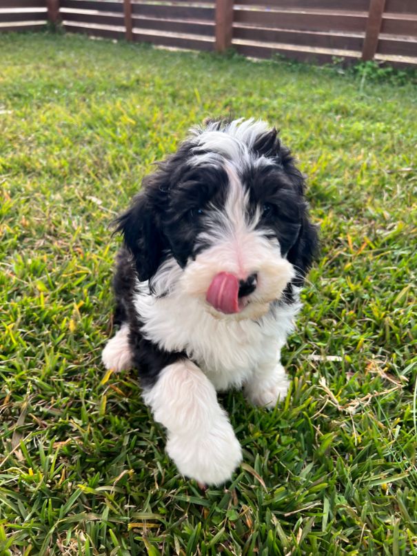 Sheepadoodle Boy 3 - SOLD | Domestic Animal | Ameys Puppies