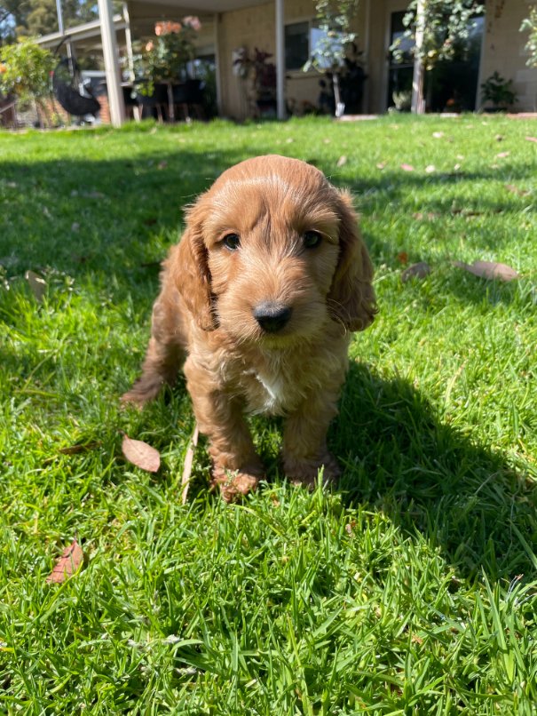 F1b Miniature Spoodle Girl 1 | Ameys Puppies