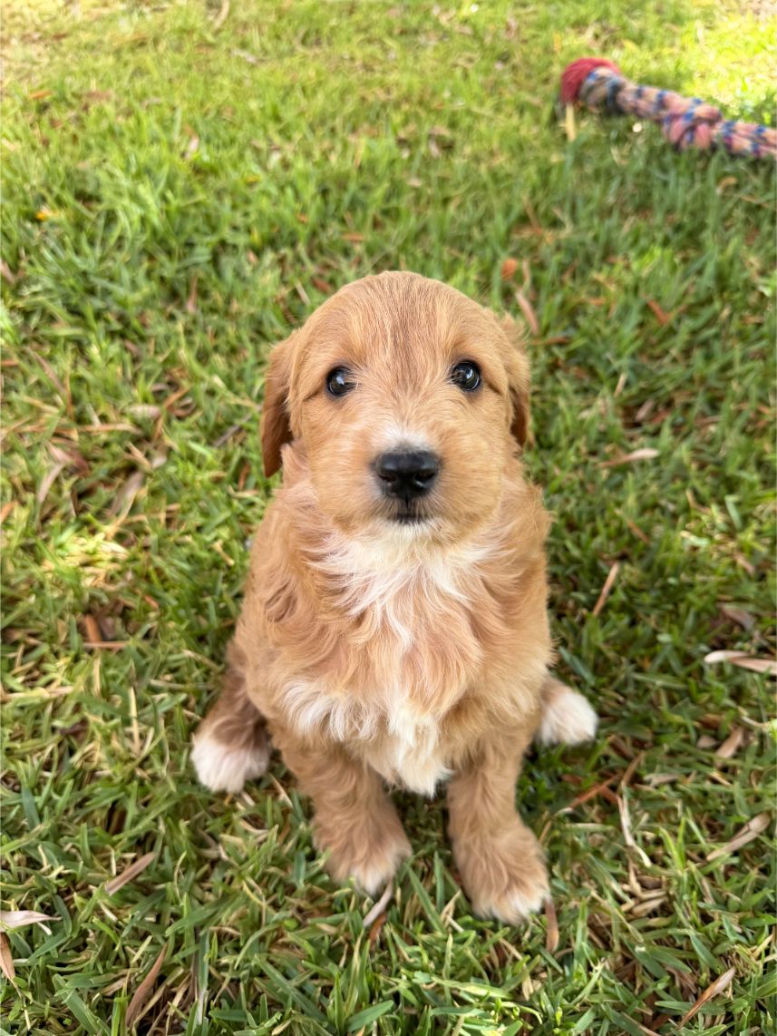 Medium Groodle Boy 5 | Domestic Animal | Ameys Puppies