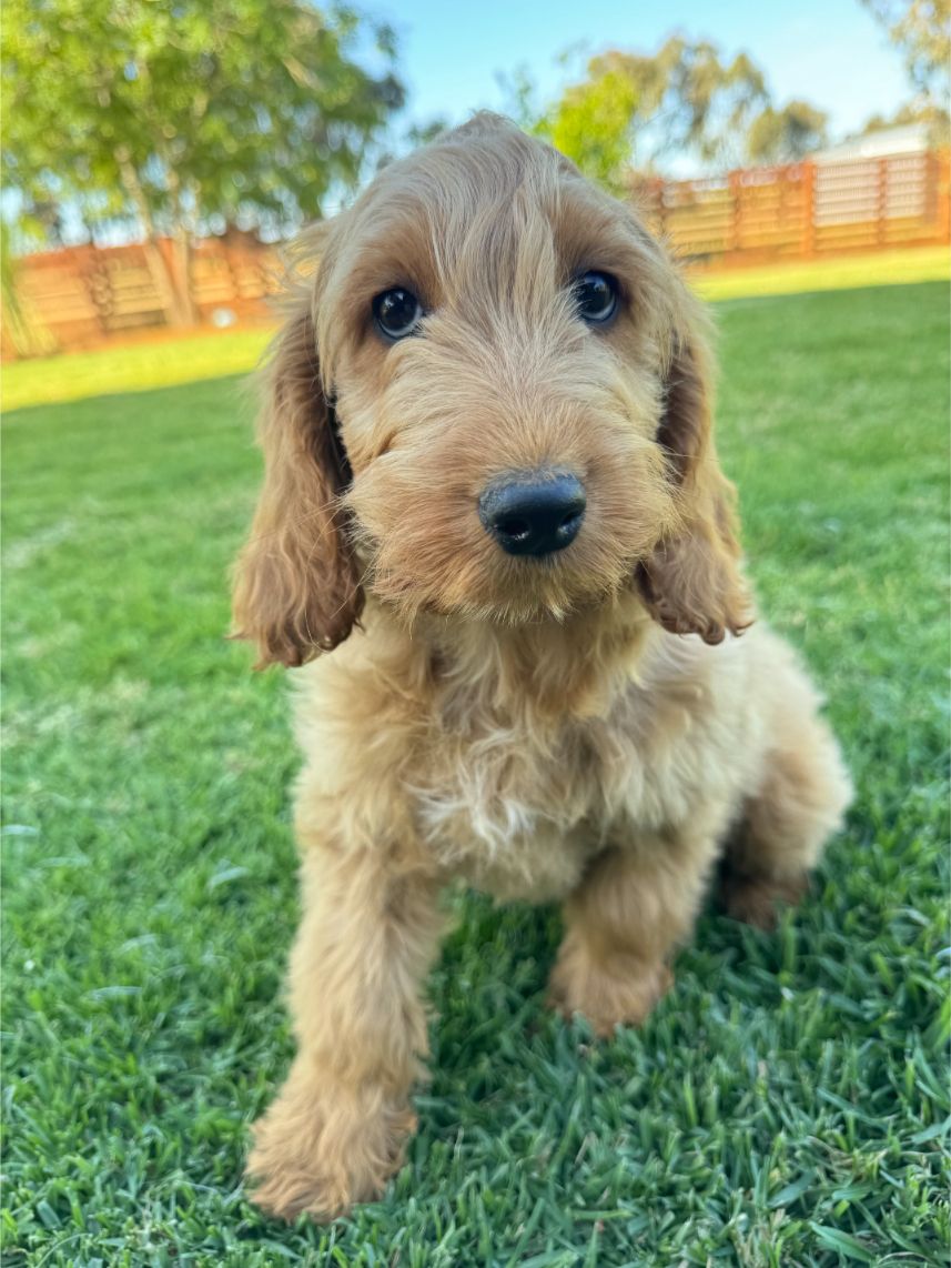 F1b Miniature Spoodle Girl 1 | Ameys Puppies