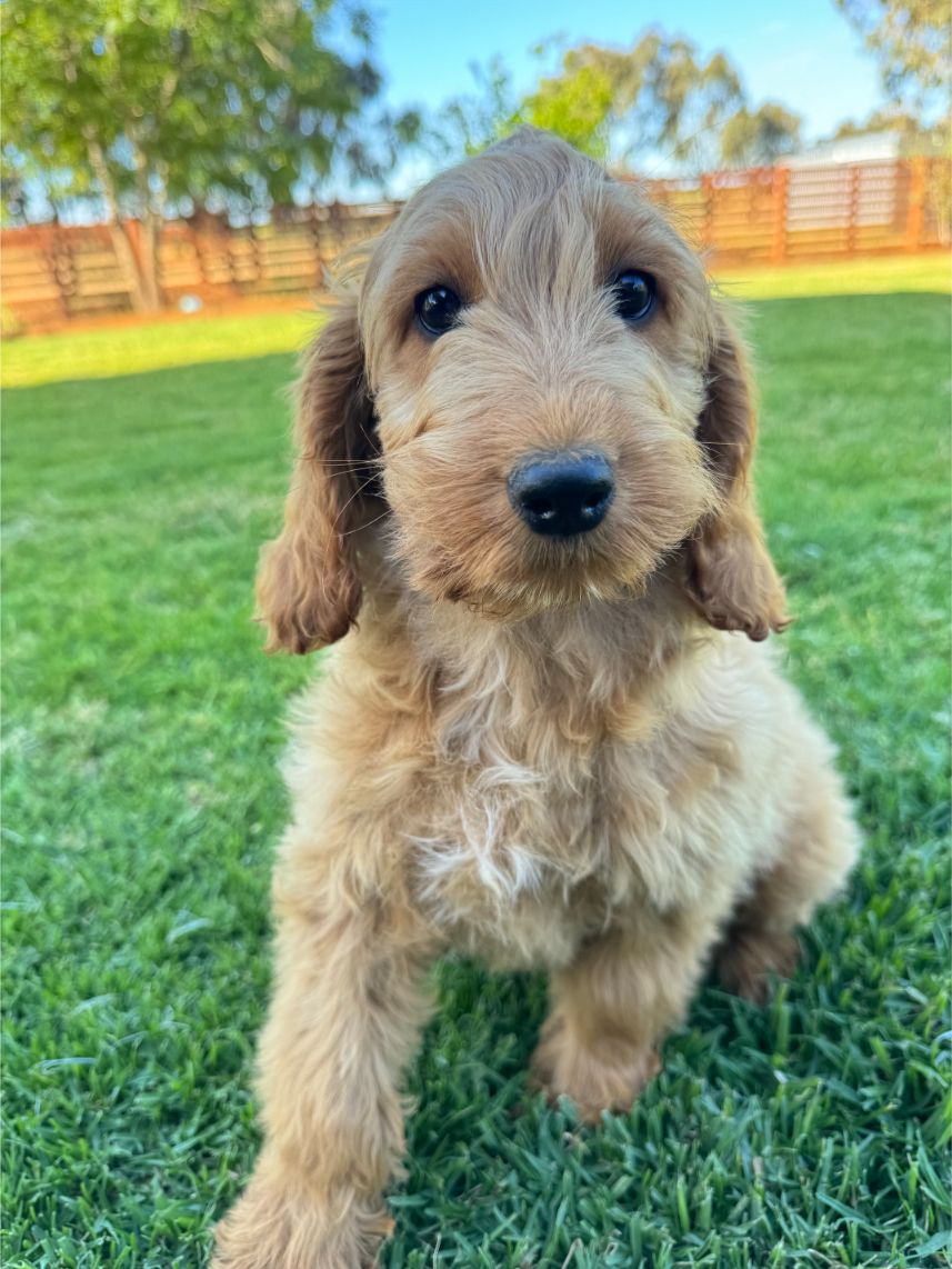 F1b Miniature Spoodle Girl 1 | Ameys Puppies