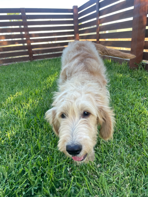 Medium Groodle Boy 5 | Domestic Animal | Ameys Puppies