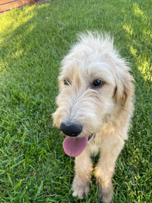 Medium Groodle Boy 5 | Domestic Animal | Ameys Puppies