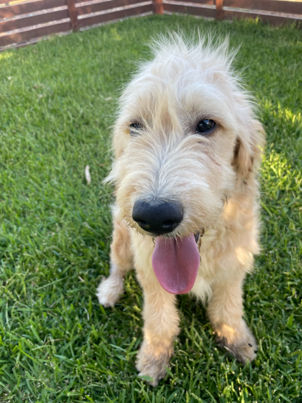 Medium Groodle Boy 5 | Domestic Animal | Ameys Puppies