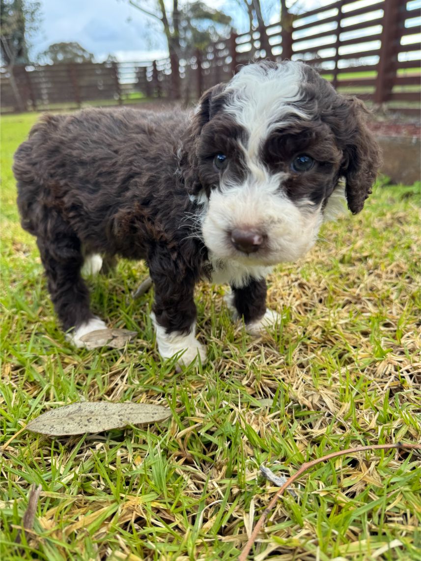 Ameys Puppies | Animal Business | Domestic Animal Business Victoria