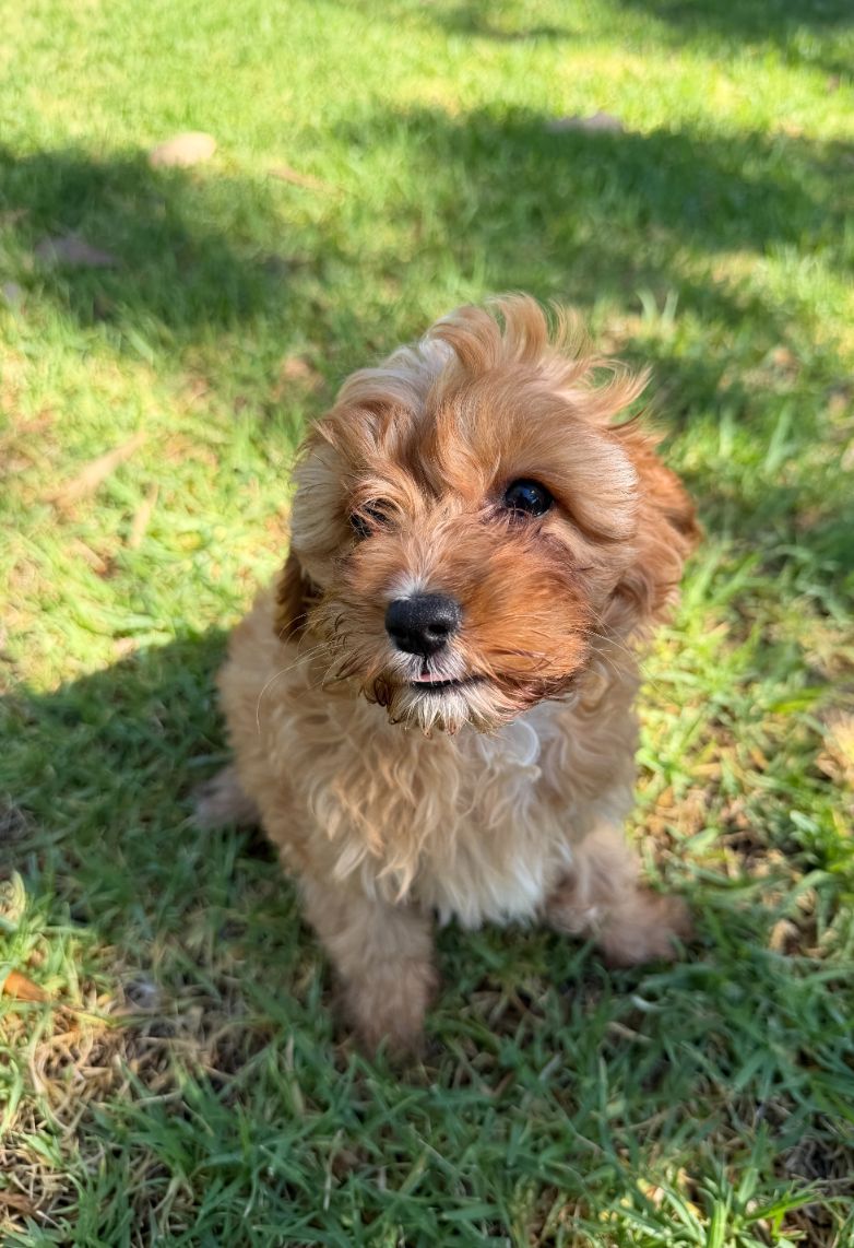 Cavoodle Puppies 7 | Domestic Animal | Ameys Puppies