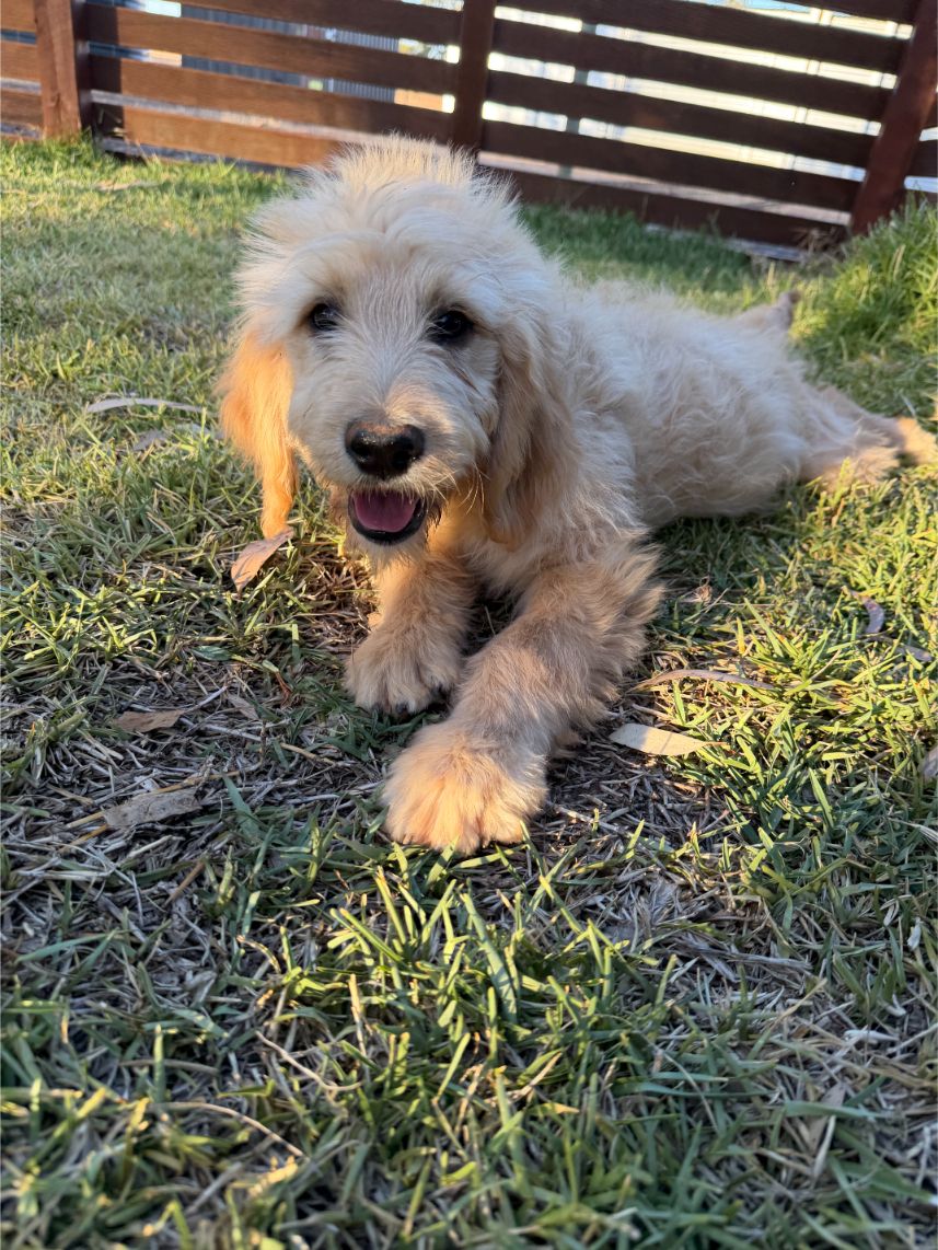 Medium Groodle Boy 5 | Domestic Animal | Ameys Puppies