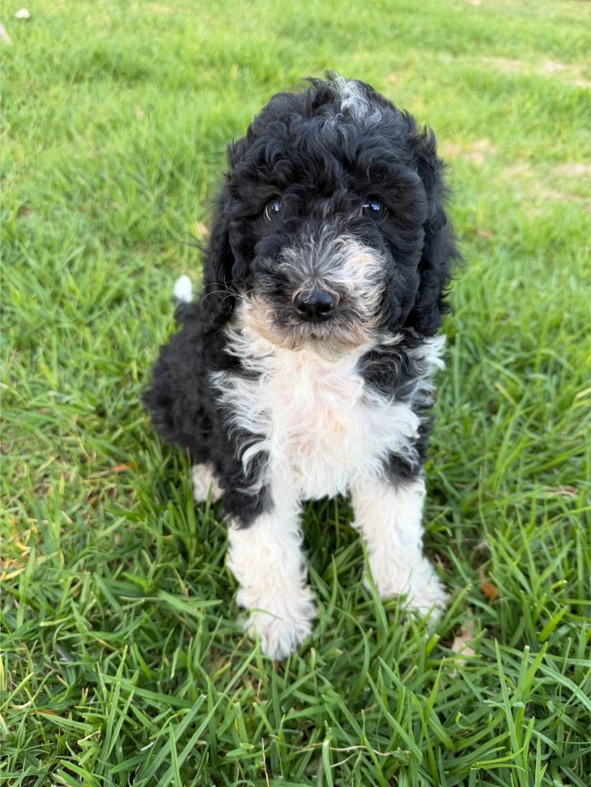 Sheepadoodle Puppies Melbourne | Amey's Puppies