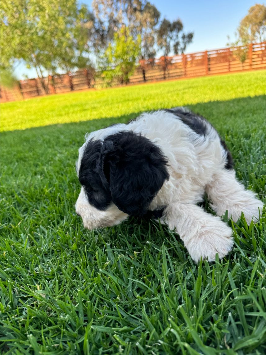 Sheepadoodle Boy 3 - SOLD | Domestic Animal | Ameys Puppies
