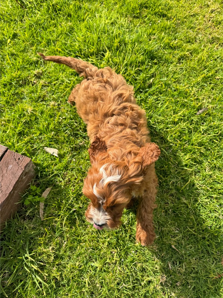 Cavoodle Puppies 7 | Domestic Animal | Ameys Puppies