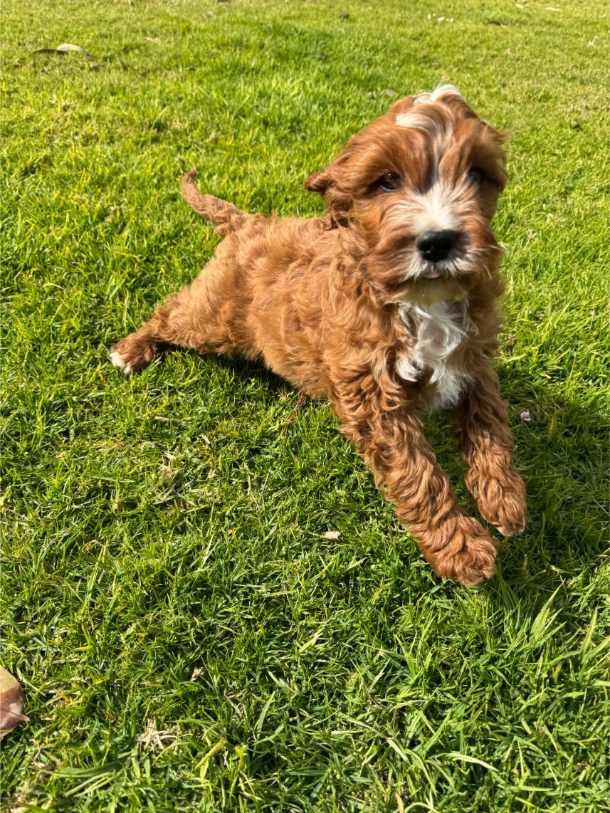 Cavoodle Puppies 7 | Domestic Animal | Ameys Puppies