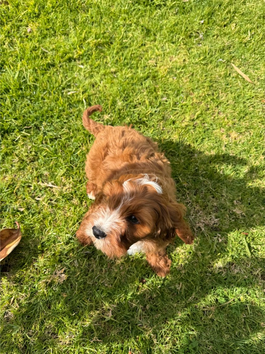 Cavoodle Puppies 7 | Domestic Animal | Ameys Puppies