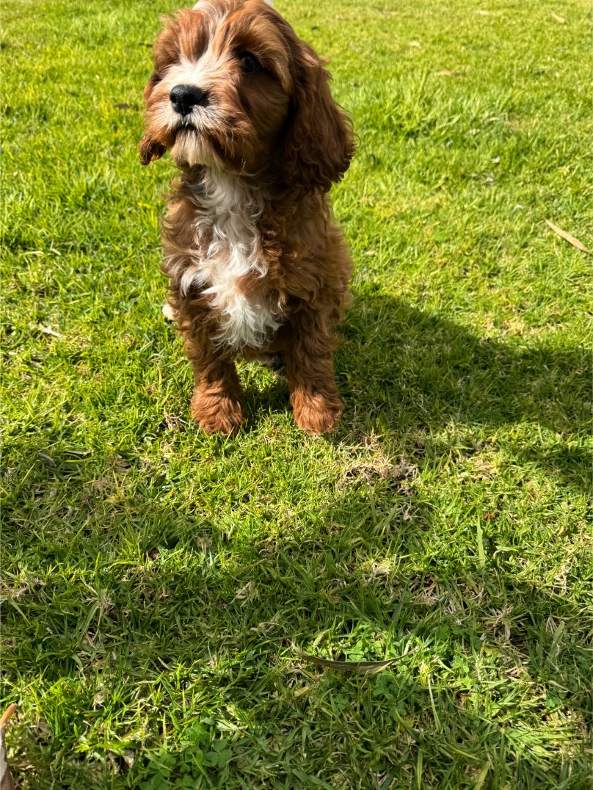 Cavoodle Puppies 7 | Domestic Animal | Ameys Puppies